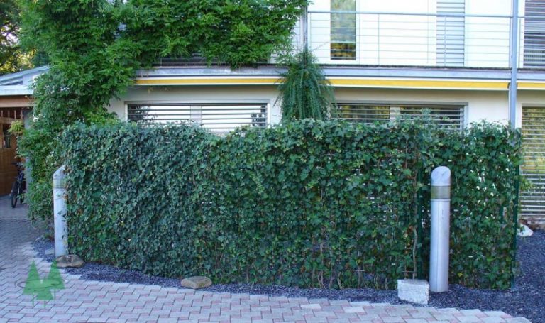 Efeuwand – Kaderli AG – Gartenbau